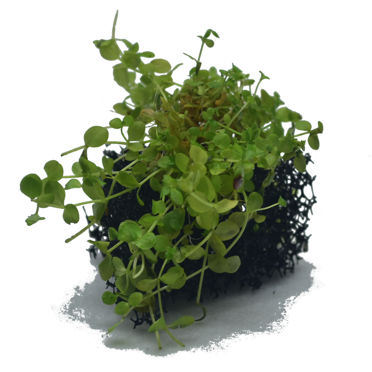 Micranthemum umbrosum - aquavangarda.pl