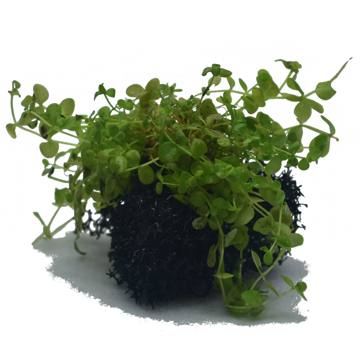 Micranthemum umbrosum - aquavangarda.pl