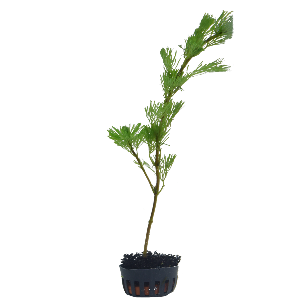 Cabomba sp. - aquavangarda.pl