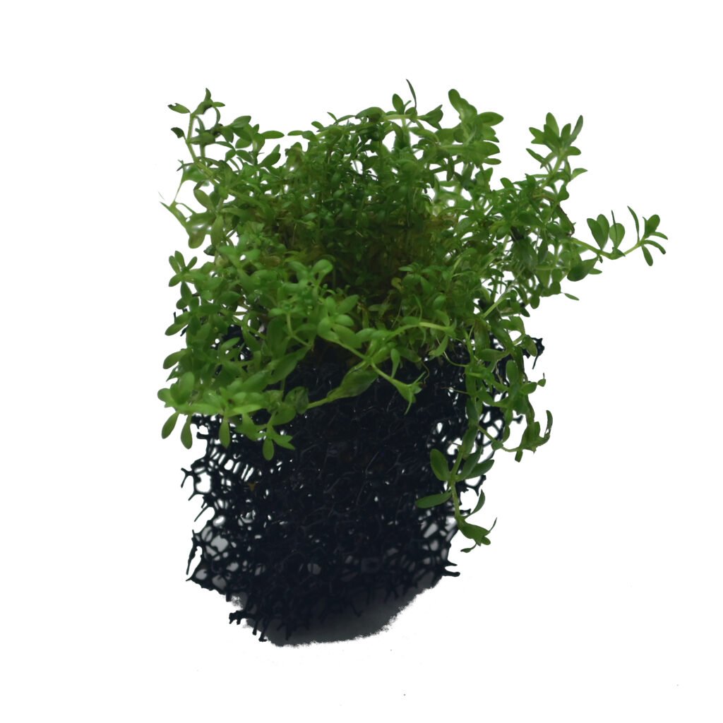 Hemianthus callitrichoides 'Cuba' - aquavangarda.pl w gąbce