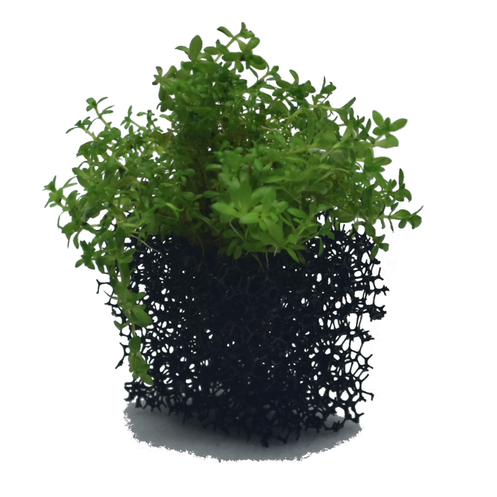 Hemianthus callitrichoides 'Cuba' - aquavangarda.pl w gąbce