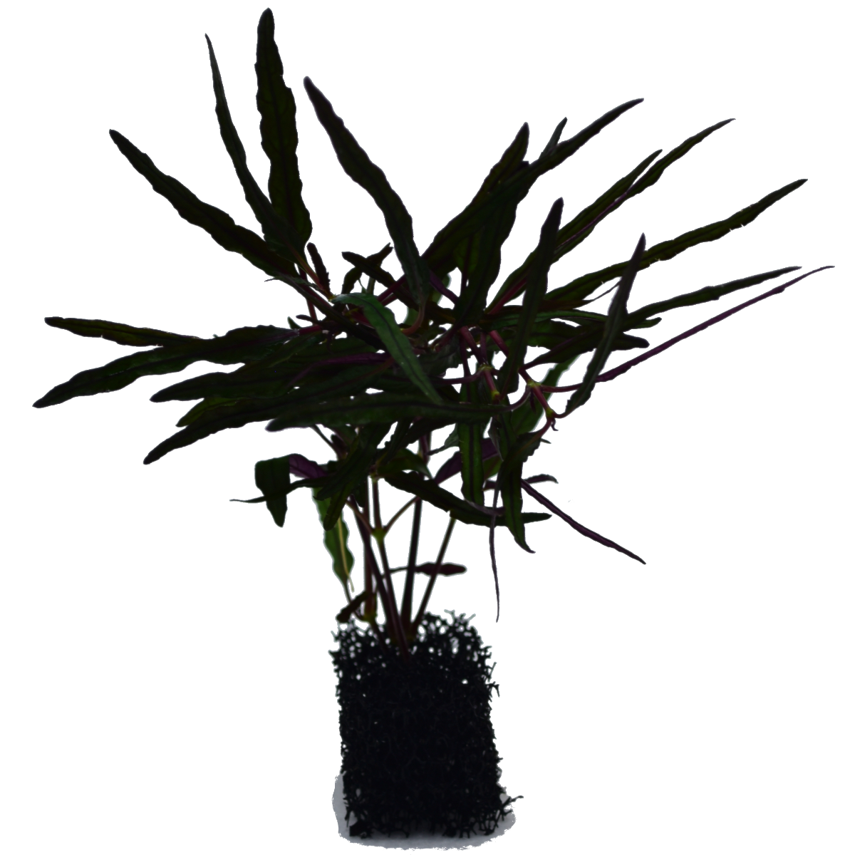 Hemigraphis repanda - aquavangarda.pl